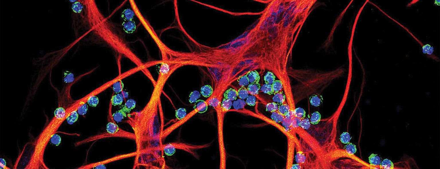 Body Donation Program | Icahn School of Medicine