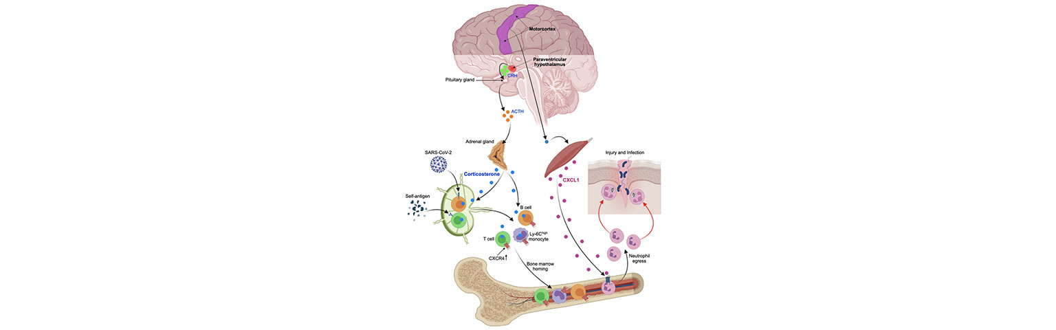 Brain and Body Research Laboratories | Icahn School of Medicine