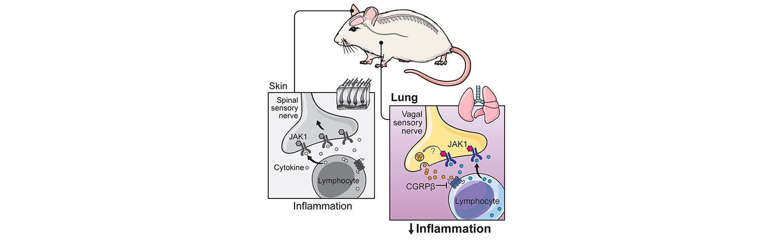 Brain and Body Research Laboratories | Icahn School of Medicine