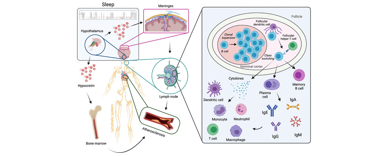 Brain and Body Research Laboratories | Icahn School of Medicine