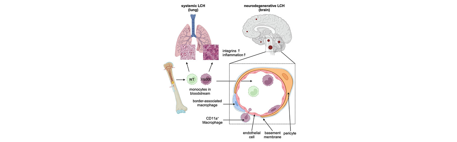 Brain and Body Research Areas | Icahn School of Medicine