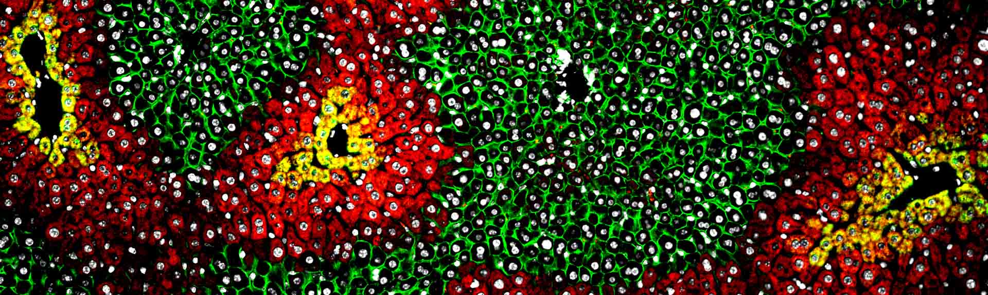 Institute for Regenerative Medicine | Icahn School of Medicine