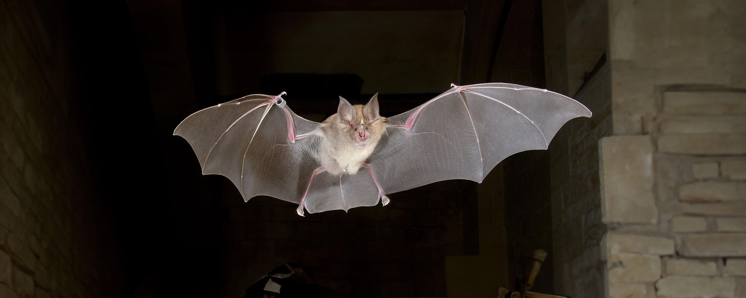 Institute for Regenerative Medicine | Icahn School of Medicine