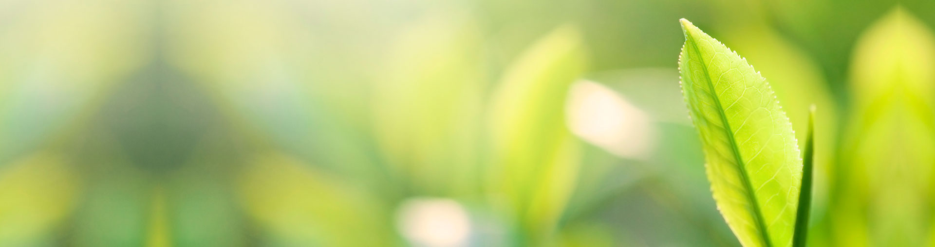 Light and Health Research Center | Icahn School of Medicine