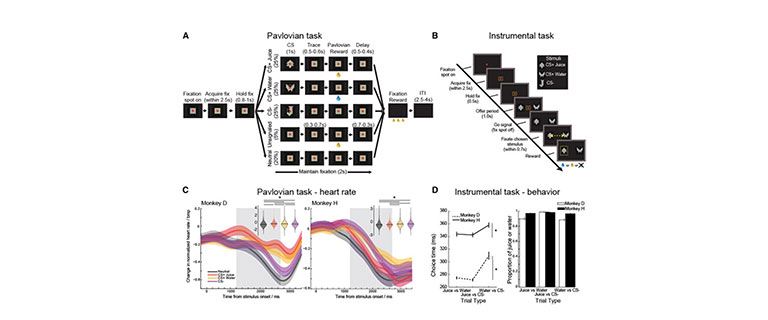 Lipschultz Center for Cognitive Neuroscience | Icahn School of Medicine